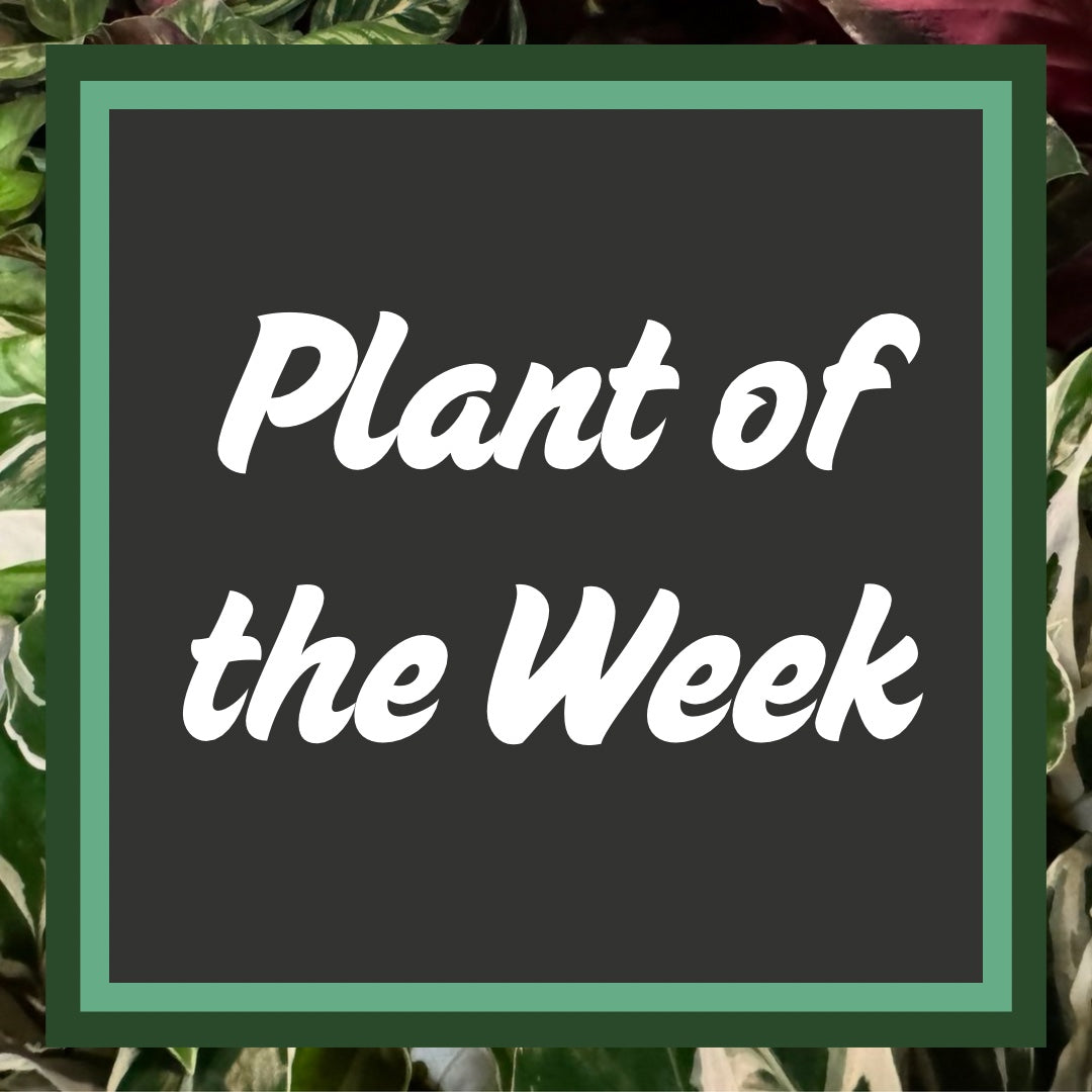 Plant of the Week – The Plant Ward